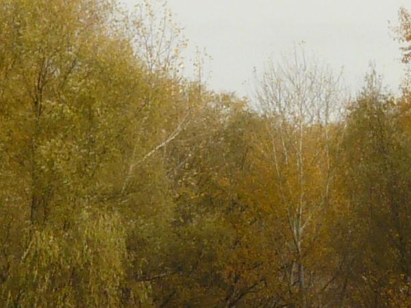 forest side view texture 0004 - Texturelib